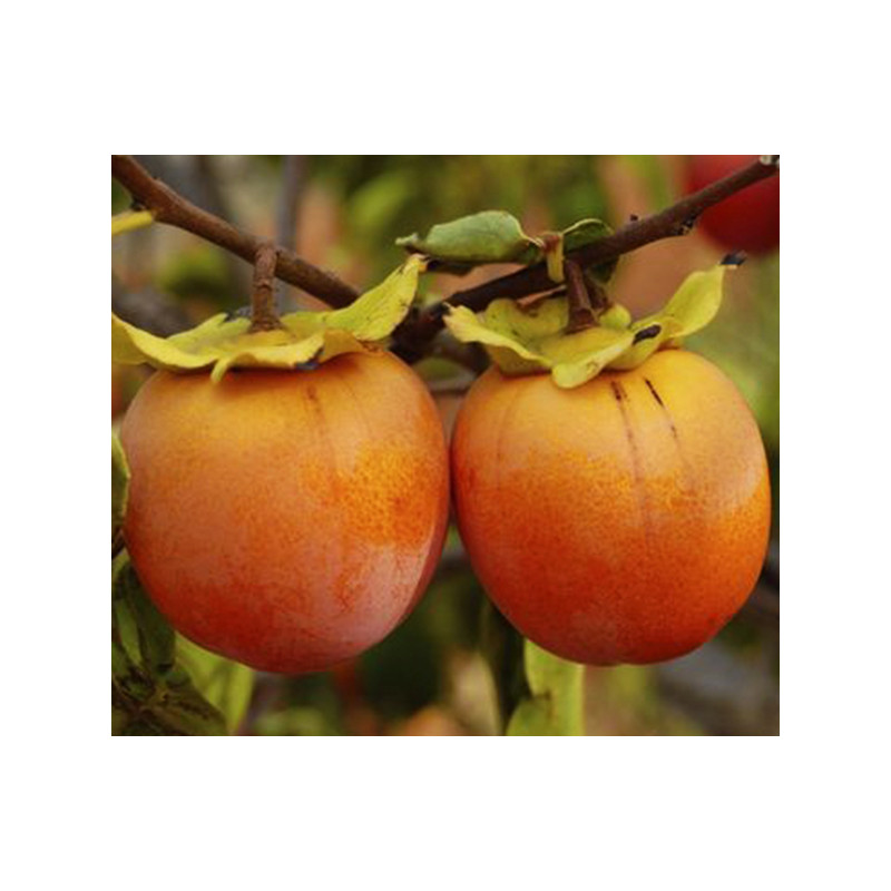 Descopera Pomi Fructiferi de la Agroland