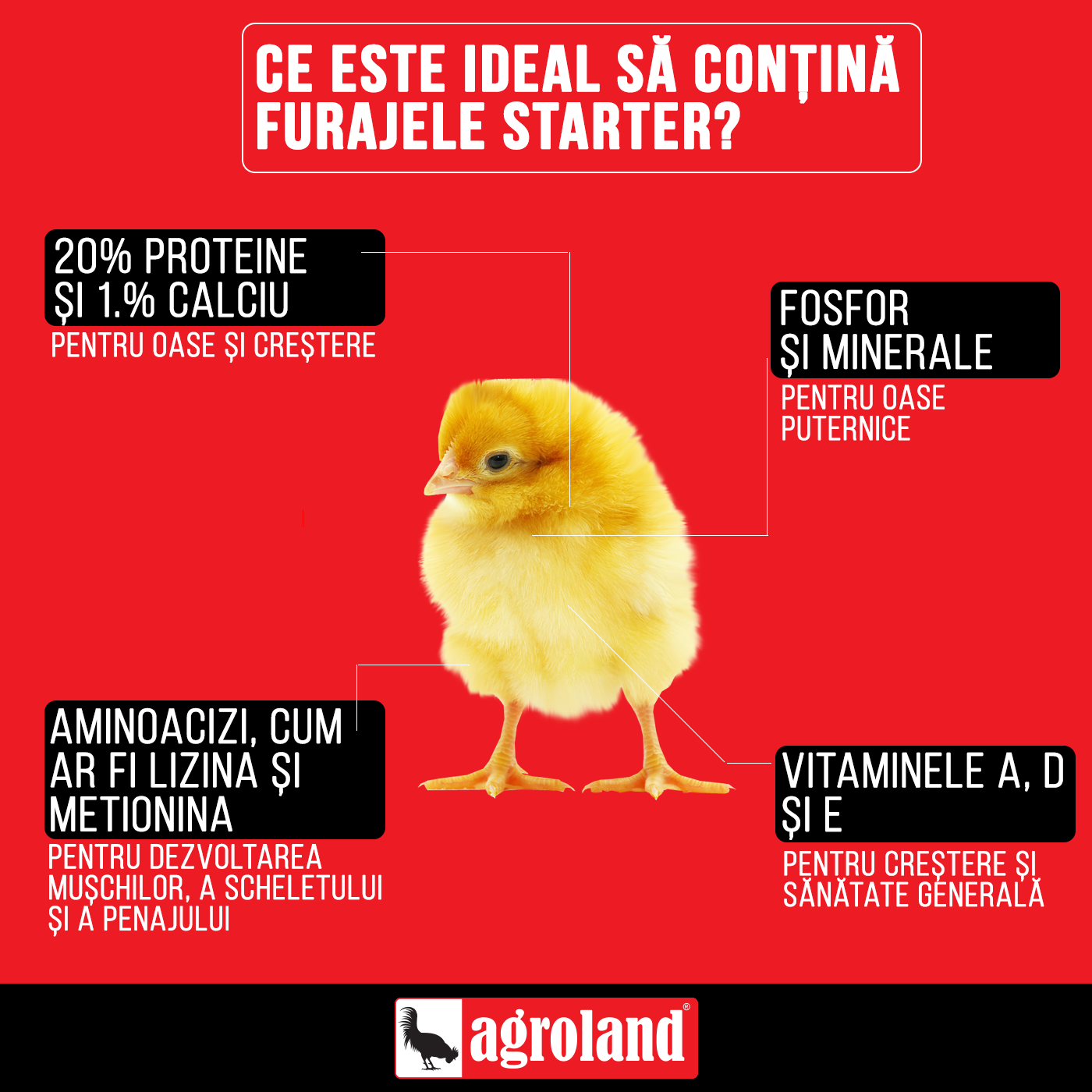 Cu ce hrănim puii? Furajele starter sunt rețeta succesului pentru pui ...