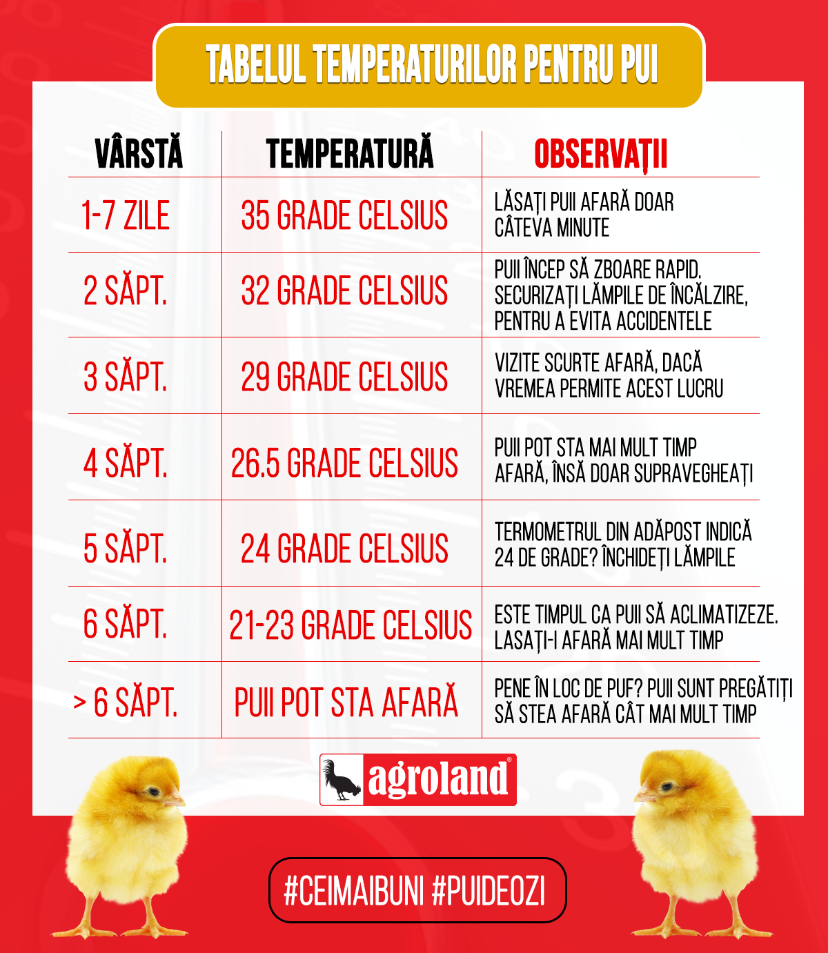 Când sunt pregătiți puii să stea afară? - Agroland