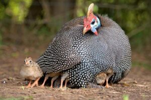 10 lucruri importante despre bibilici - Agroland