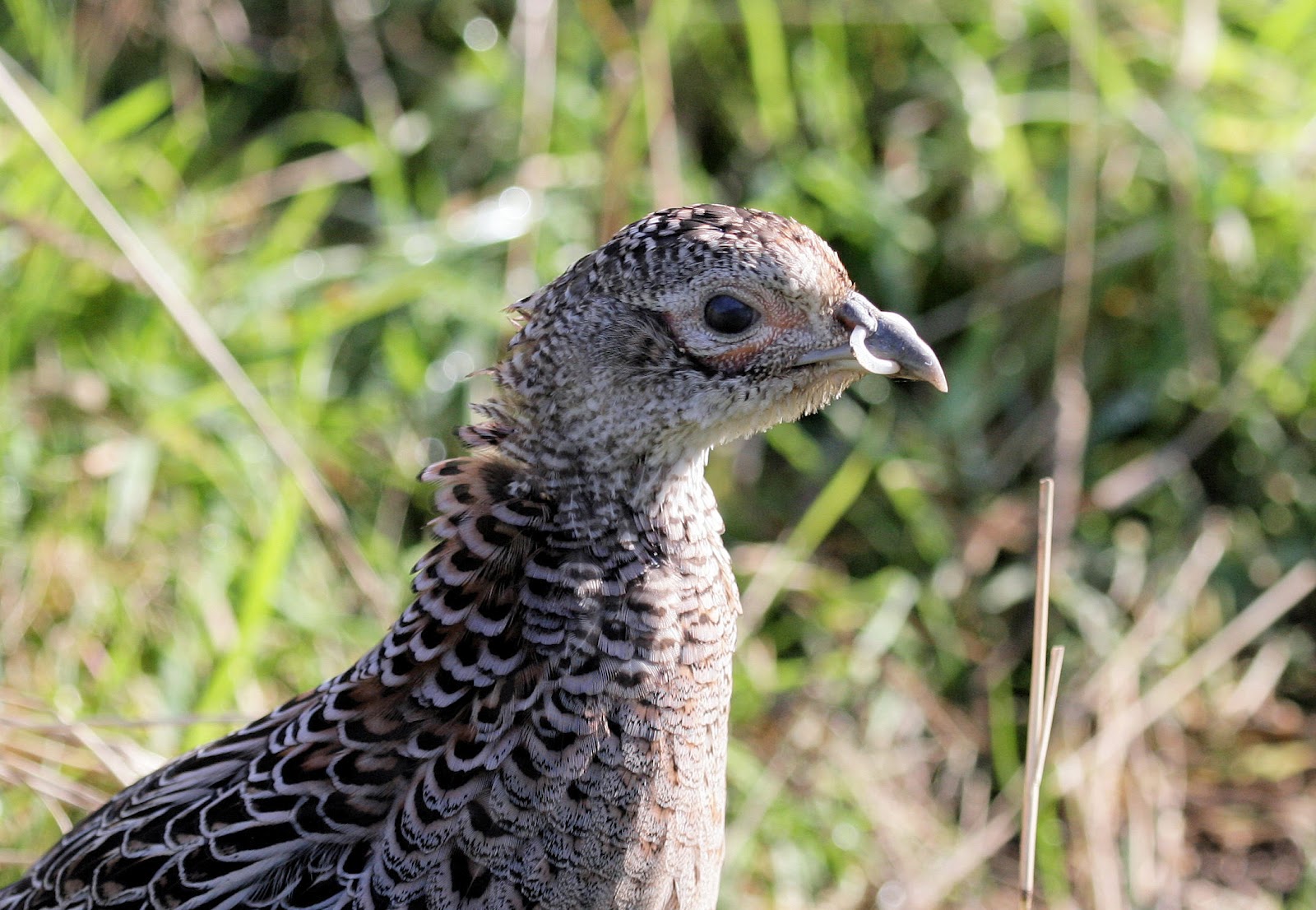 Canibalismul la fazani - Agroland