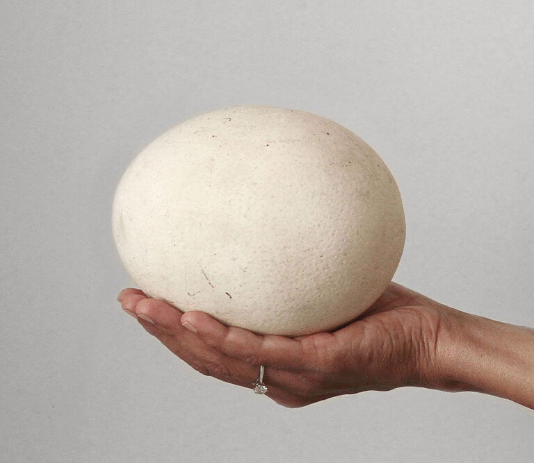 Cresterea strutilor in captivitate – Sfaturi utile - Agroland