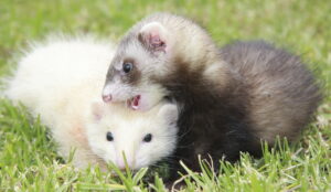 Dihorul, animal de companie? - Agroland