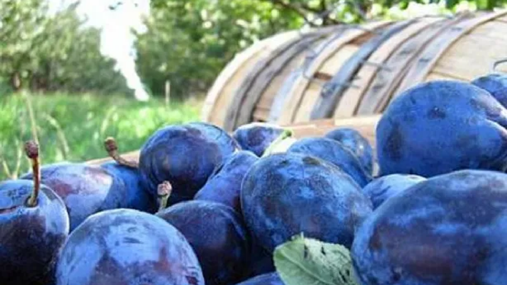 Borhotul și fermentarea fructelor – Agroland