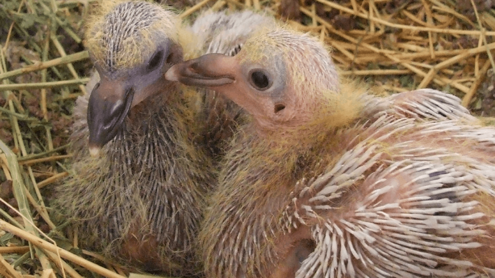 Cum invatam puii de porumbei voiajori sa se hraneasca - Agroland