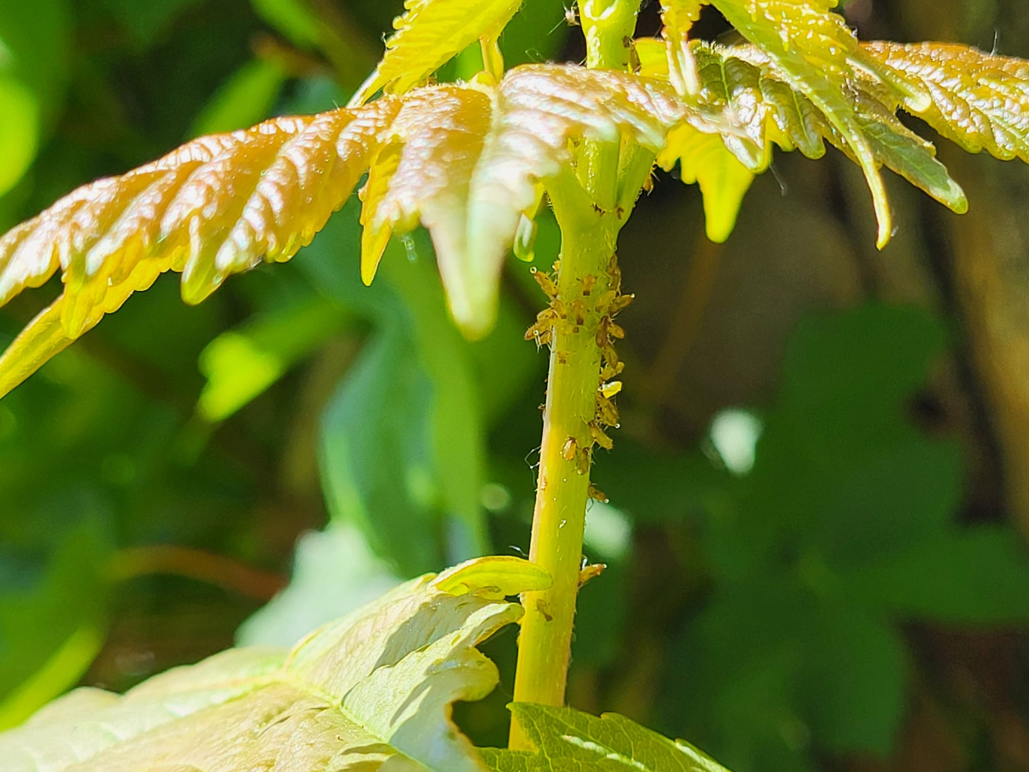 Afidele la plante - ce sunt și cum se pot combate