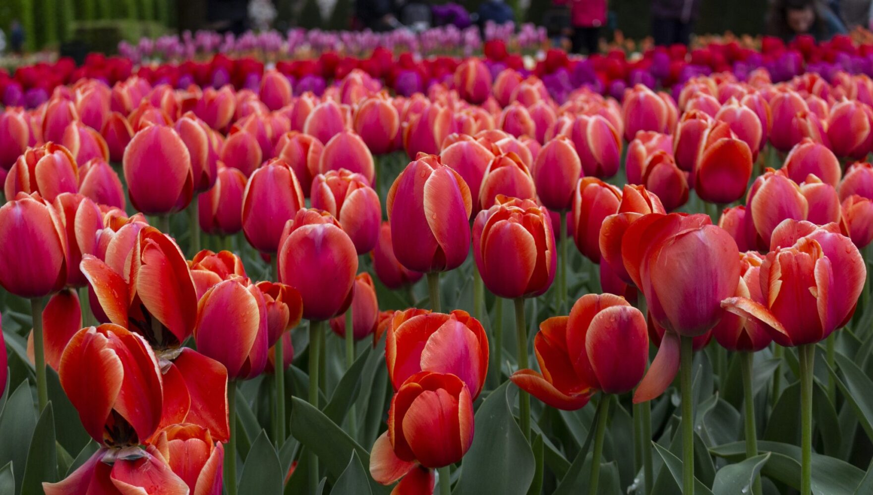 Sfaturi practice pentru plantarea bulbilor de lalele – Agroland