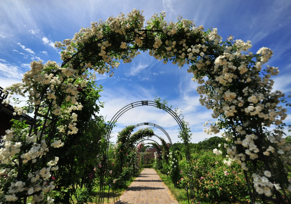 Cum se obține și cum se întreține bolta din trandafiri urcători? – Agroland