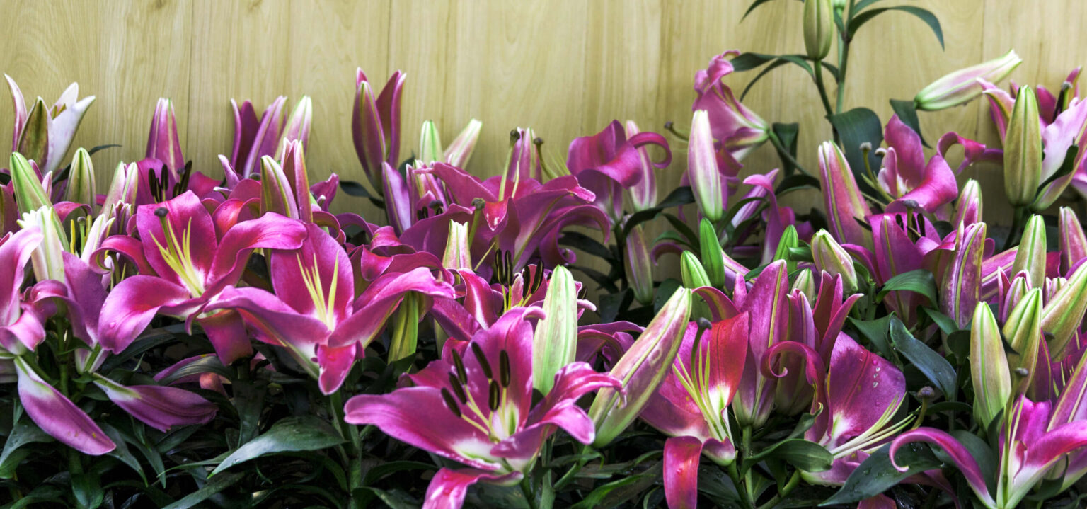 Plantarea bulbilor de crini în câțiva pași simpli, pentru o grădină ...