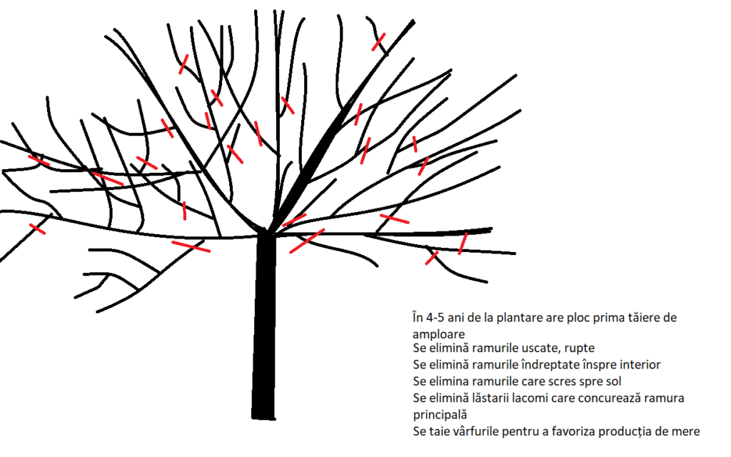 Lucrări de tăiere și curățare caracteristice mărului - Agroland