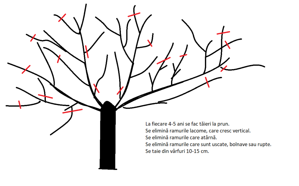 Lucrări de tăiere și curățare caracteristice prunului - Agroland