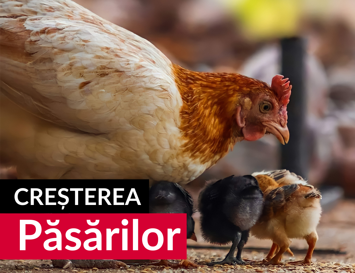 Creșterea Animalelor - Agroland