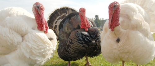 Pui de curcă de o zi la Agroland - albă și bronzată