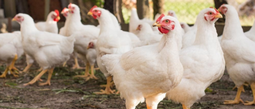 Pui de carne - Broiler de la Agroland