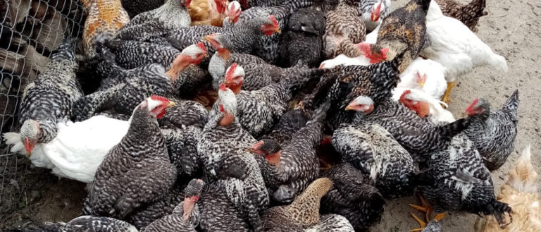 Pui de rasă mixtă specială de la Agroland