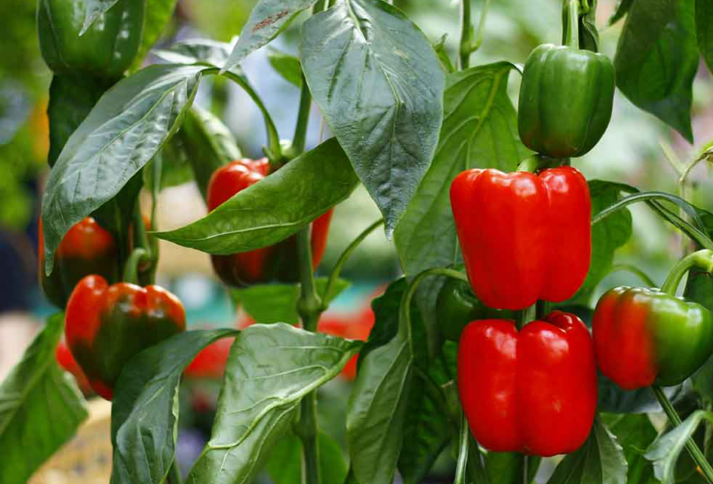 Sfaturi practice pentru plantarea ardeilor în grădină – Agroland