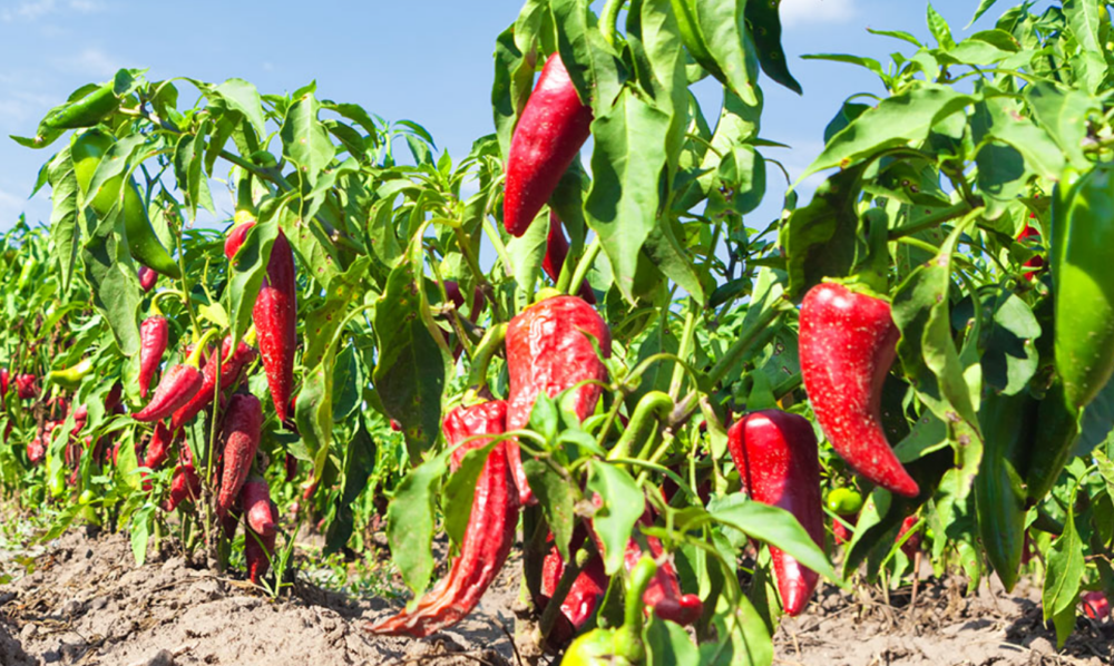 Sfaturi practice pentru plantarea ardeilor în grădină - Agroland