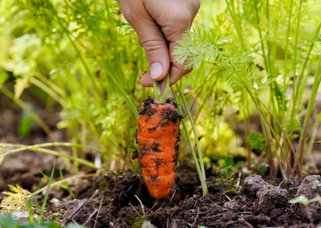 Tot ce trebuie să știi despre cultura morcovului în grădină - Agroland