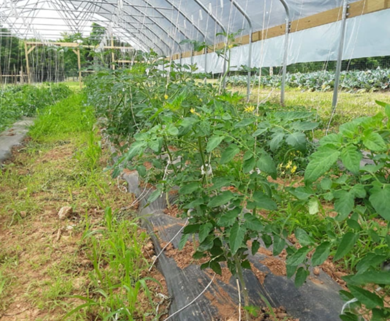 Tot ce trebuie să știi despre plantarea roșiilor în grădină și solarii ...