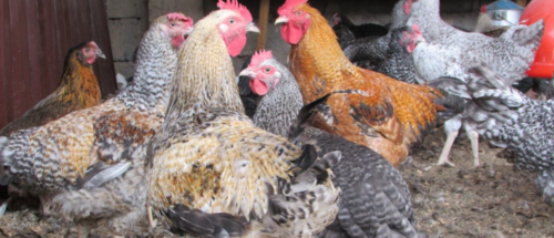 Pui Super Color - comandă în magazinele Agroland