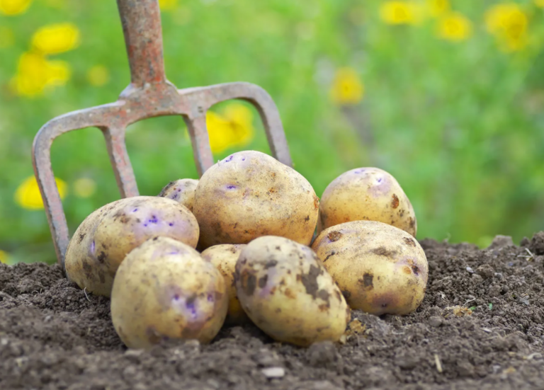 Tot ce trebuie să știi despre cultura cartofului în grădină - Agroland