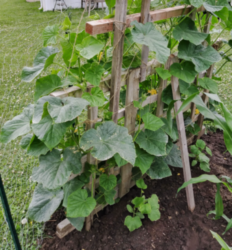 Tot ce trebuie să știi despre cultura castraveților în grădină – Agroland