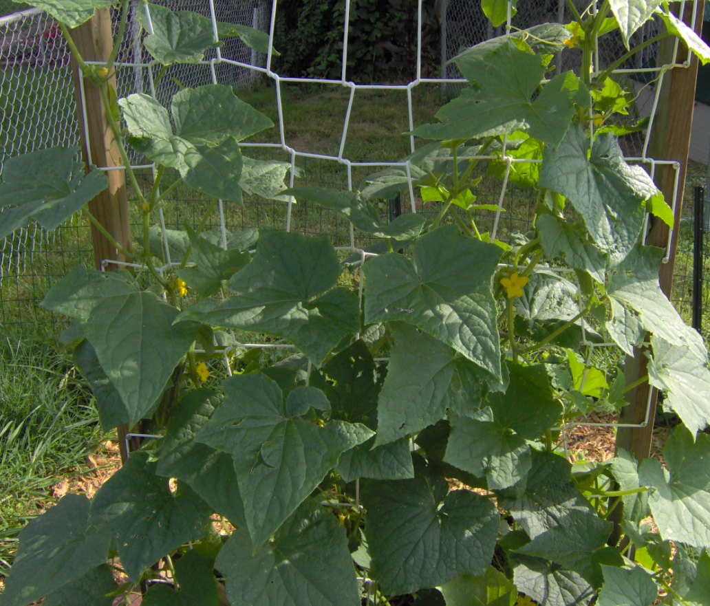 Tot ce trebuie să știi despre cultura castraveților în grădină - Agroland