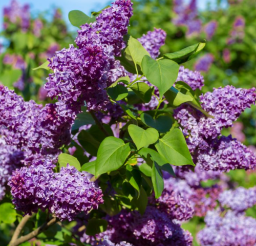 Liliacul - plantare, tipuri de arbust, tăieri - Agroland