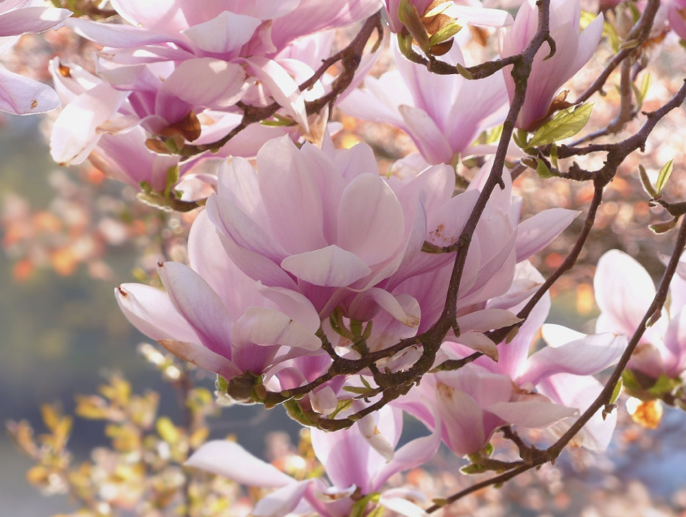 Magnolia - plantare, tăiere și întreținere pe parcursul anului - Agroland