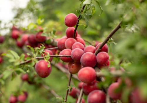 Tratamentele pentru bolile și dăunătorii prunului - Agroland