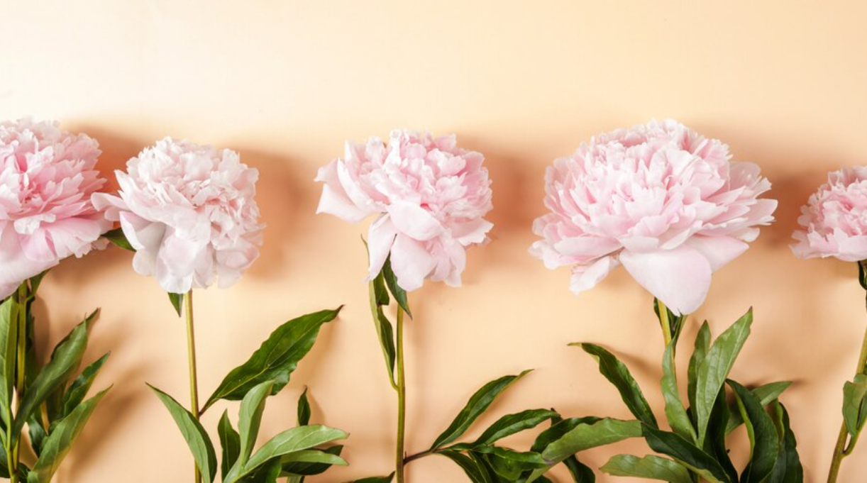 Plantarea bujorilor în grădină - Agroland