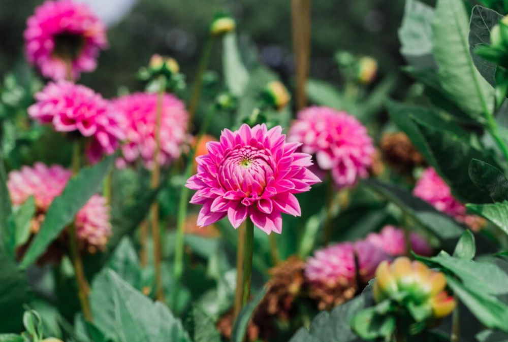 Plantarea și îngrijirea Daliilor în grădină - Agroland