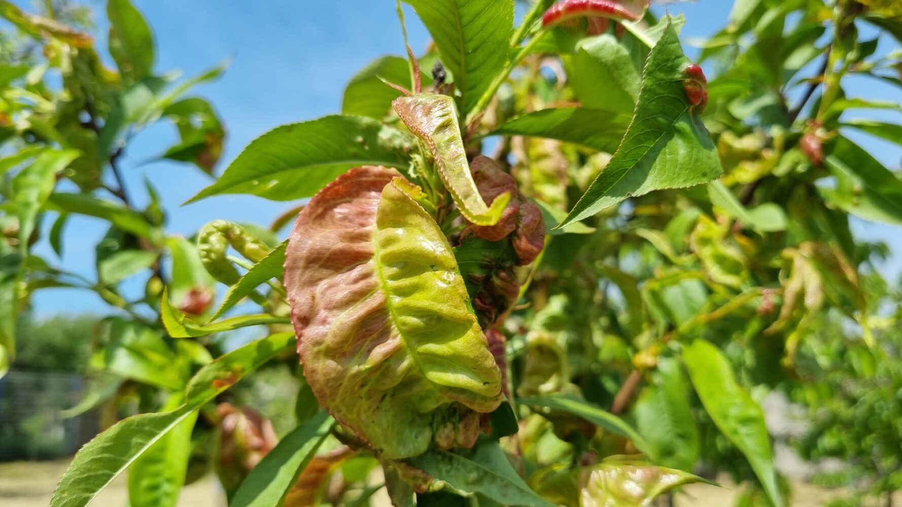 Bășicarea frunzelor - tratament pentru piersic, migdal și cais - Agroland