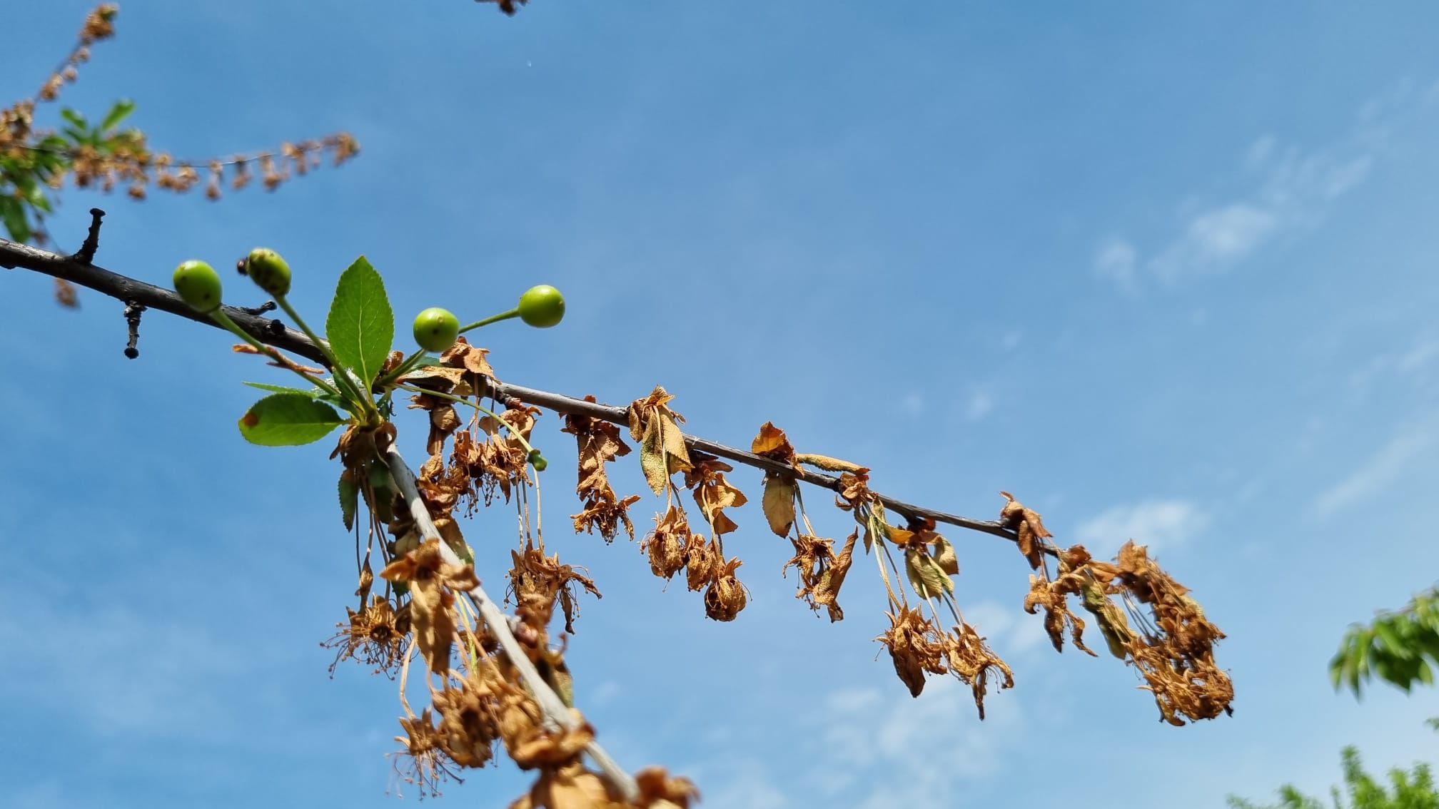 Monilioza - boala care poate face ravagii în livada de sâmburoase ...