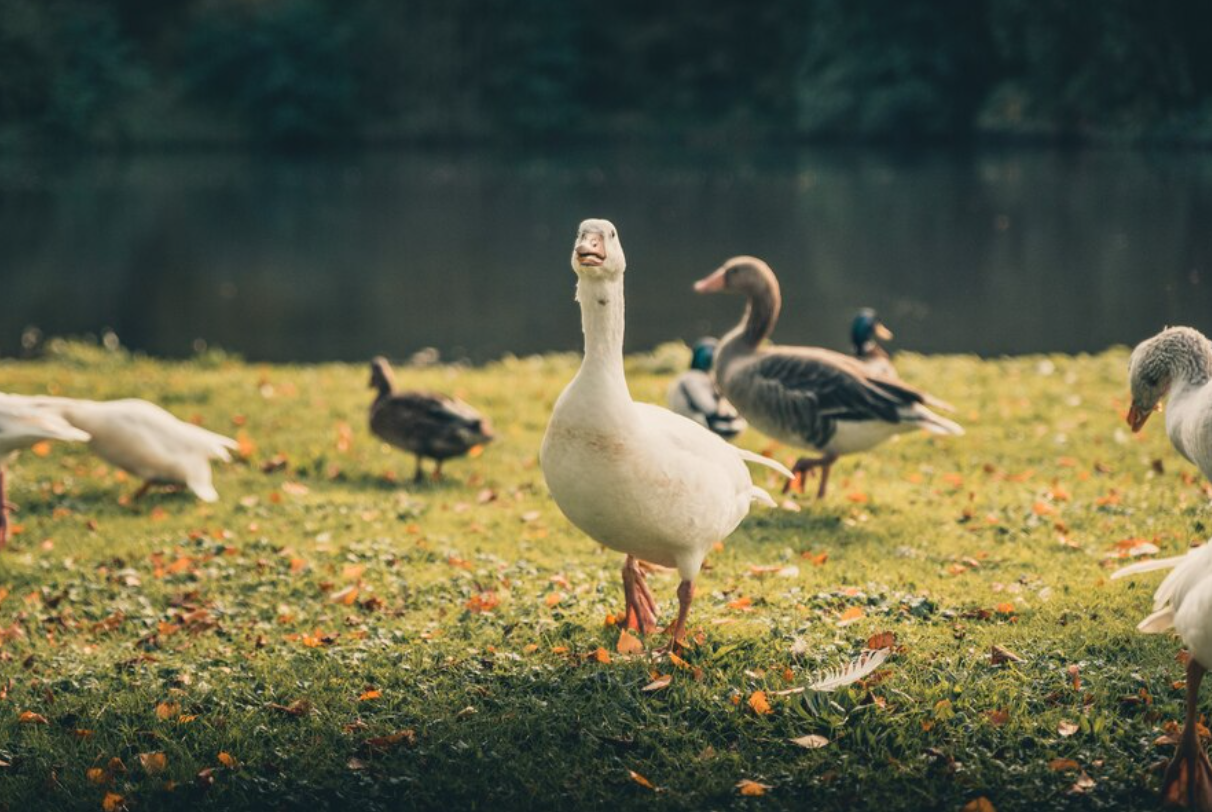 Boboci de gâscă de la Agroland