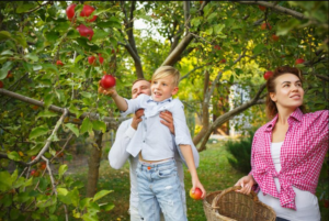 Cum să amenajezi o grădină familială cu pomi și arbuști fructiferi ...