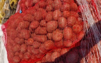 Cartofi de sămânță - cele mai bune soiuri la Agroland