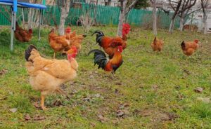 Gât Golaș, Gri Barat sau Super Color - pui de găină colorați