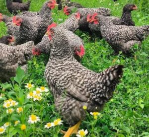 Gât Golaș, Gri Barat sau Super Color - pui de găină colorați