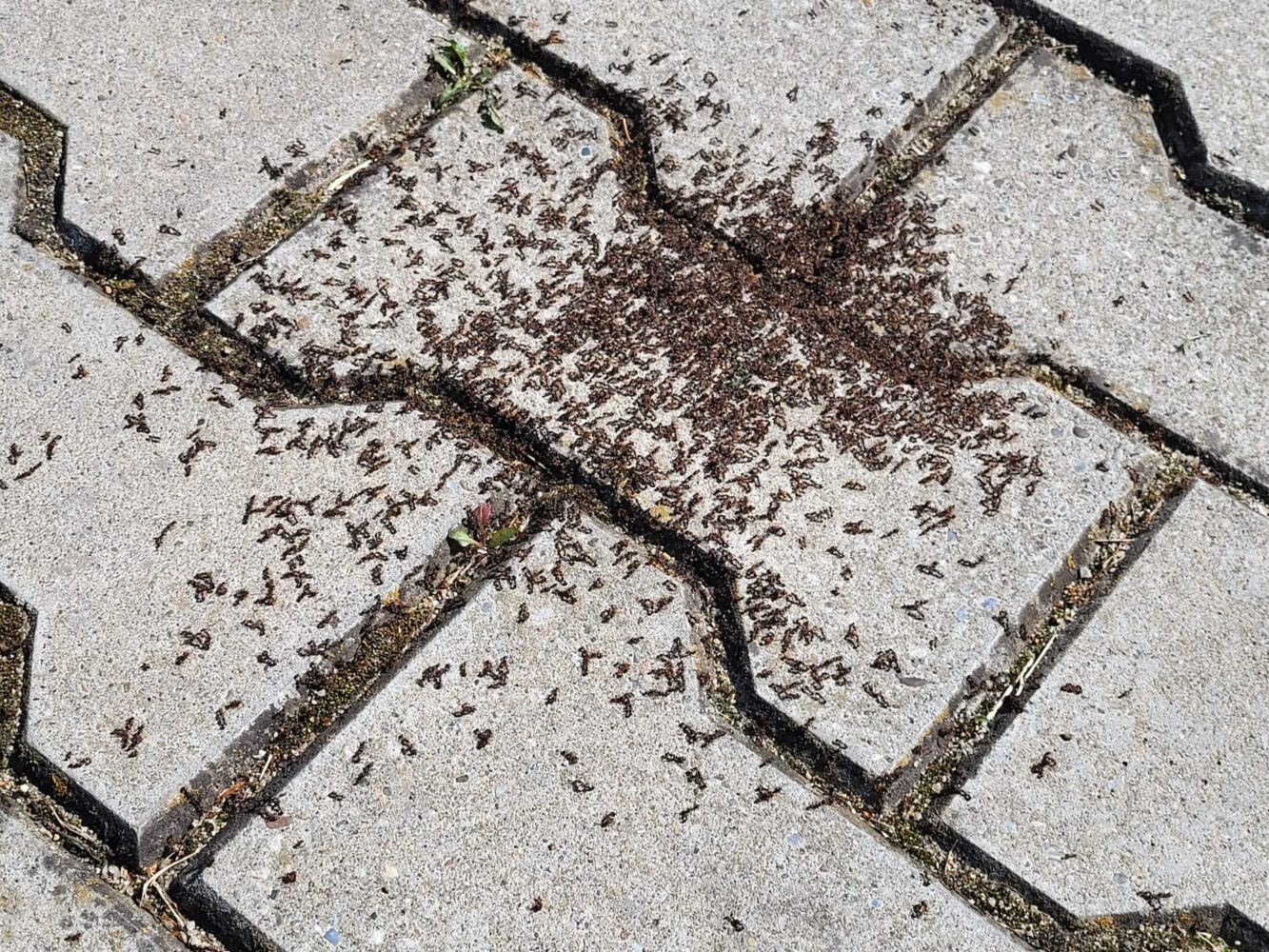 Cum scapi de furnici - soluții pentru casă și curte