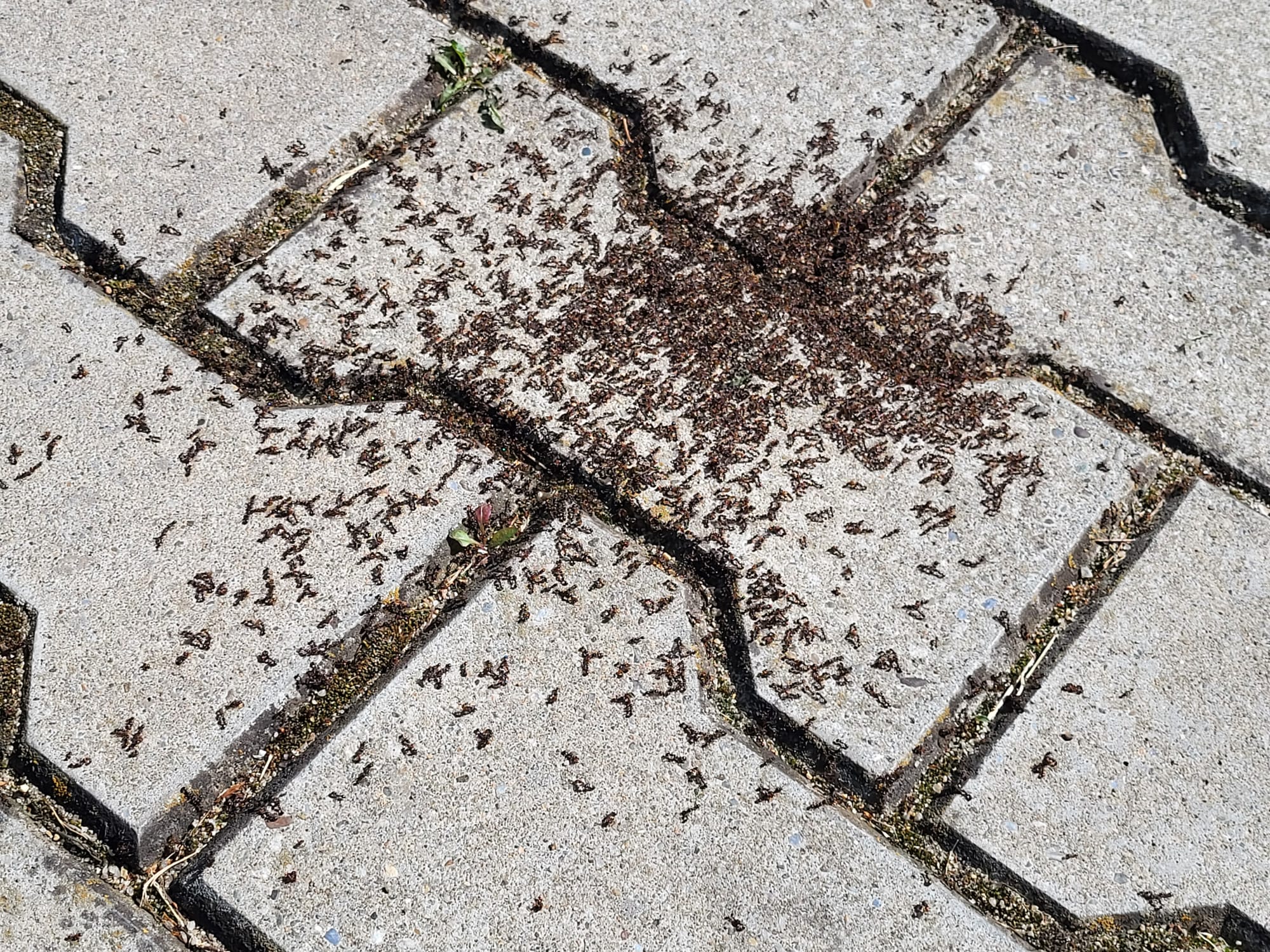 Cum scapi de furnici - soluții pentru casă și curte