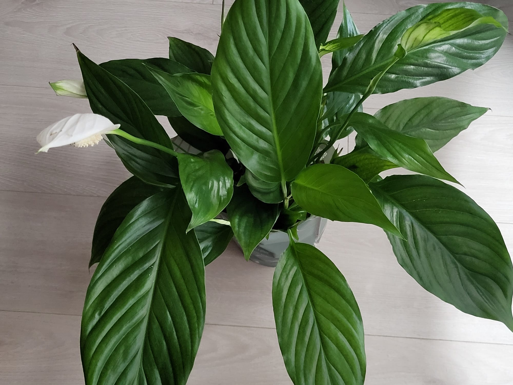 Crinul Păcii Spathiphyllum - îngrijire și cum stimulezi înflorirea